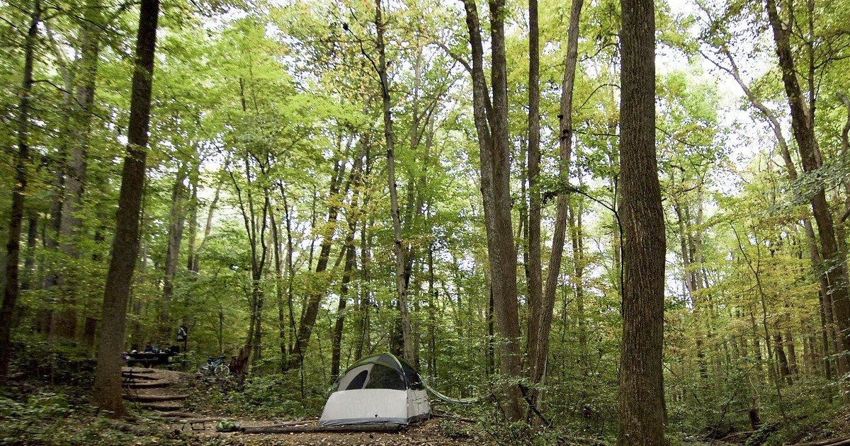 Tents and Trees Logic Puzzle #205 Quiz - By garolo