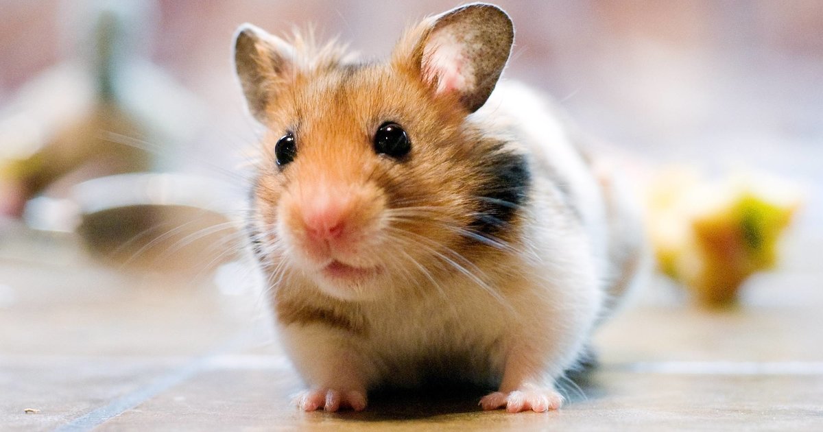 'H___R' Picture Click Quiz - By johncenafan612