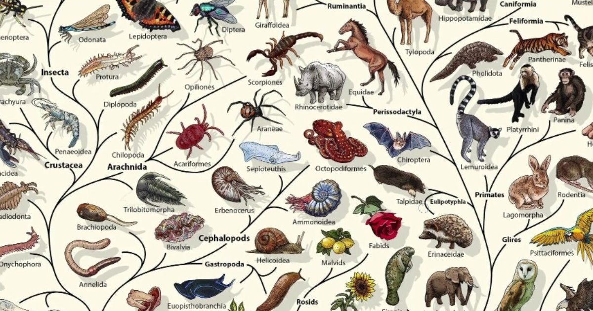 Nature: Our Distant Cousins Quiz - By MisterYogurt