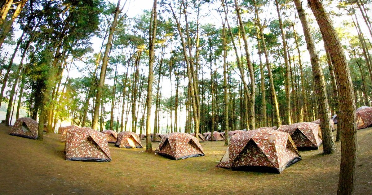 Tents and Trees Logic Puzzle #212 Quiz - By garolo