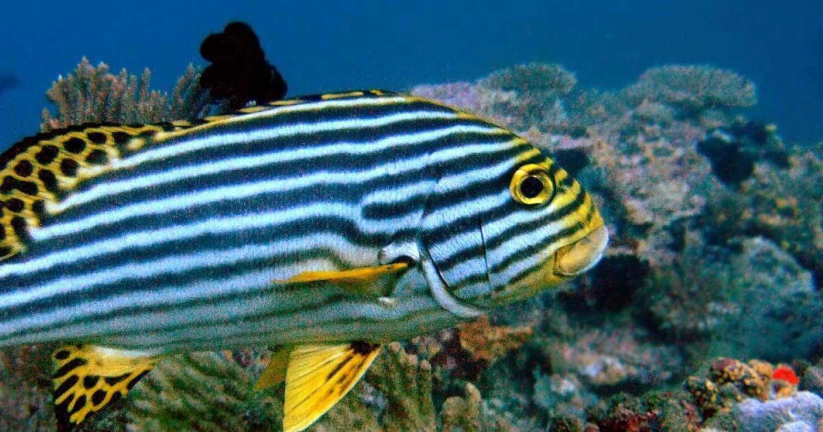 Who Am I? Fish Quiz - By urgonerco