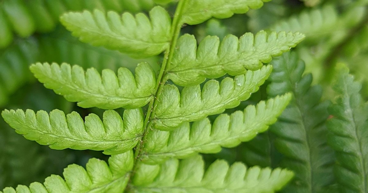 Botany Trivia (I) Quiz - By Matildaangelina