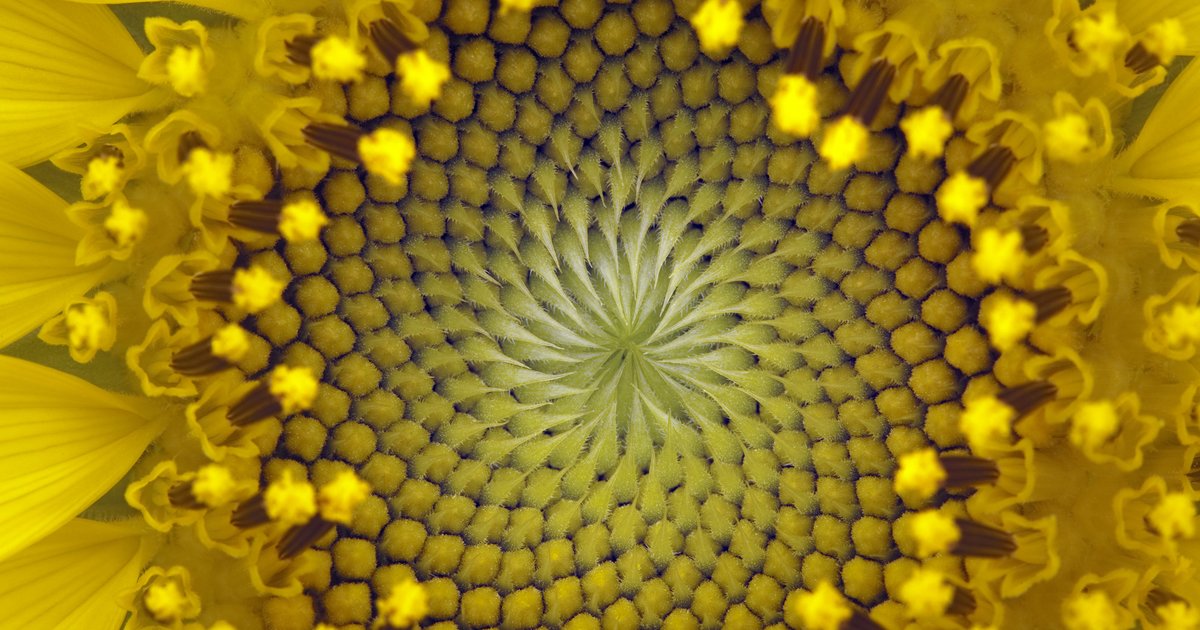 Fibonacci Sequence Backwards (Minefield) Quiz - By lukepisani3