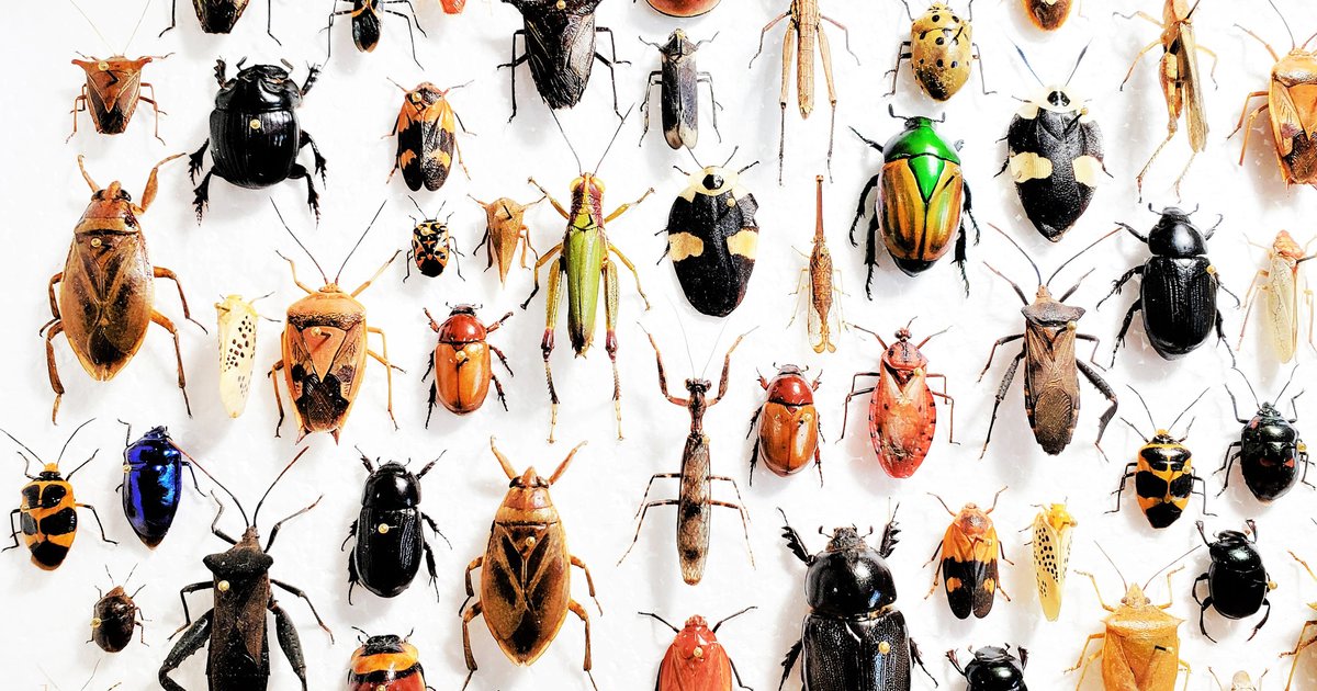 Word Ladder: Invertebrates Quiz