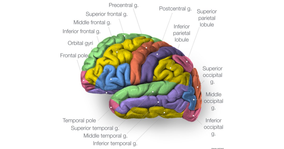 Neuroanatomy: Structures of the Brain Quiz - By jethroreeve