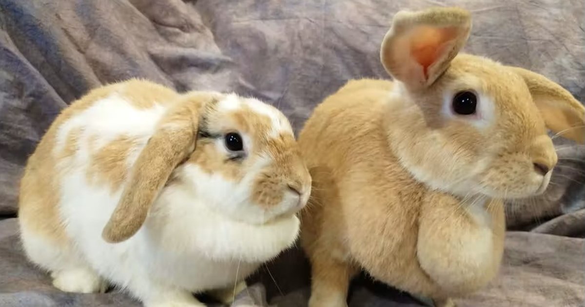 Word Ladder: Rabbits and their Cousins Quiz - By Tasi