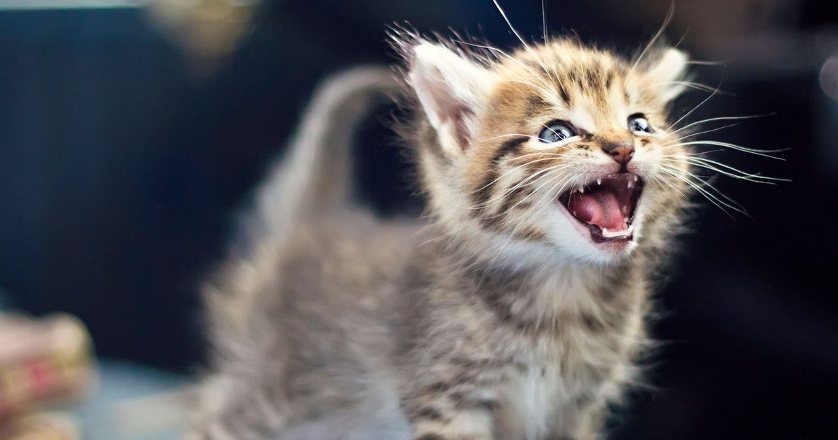 Word Ladder: Cat Sounds Quiz - By rae_cat