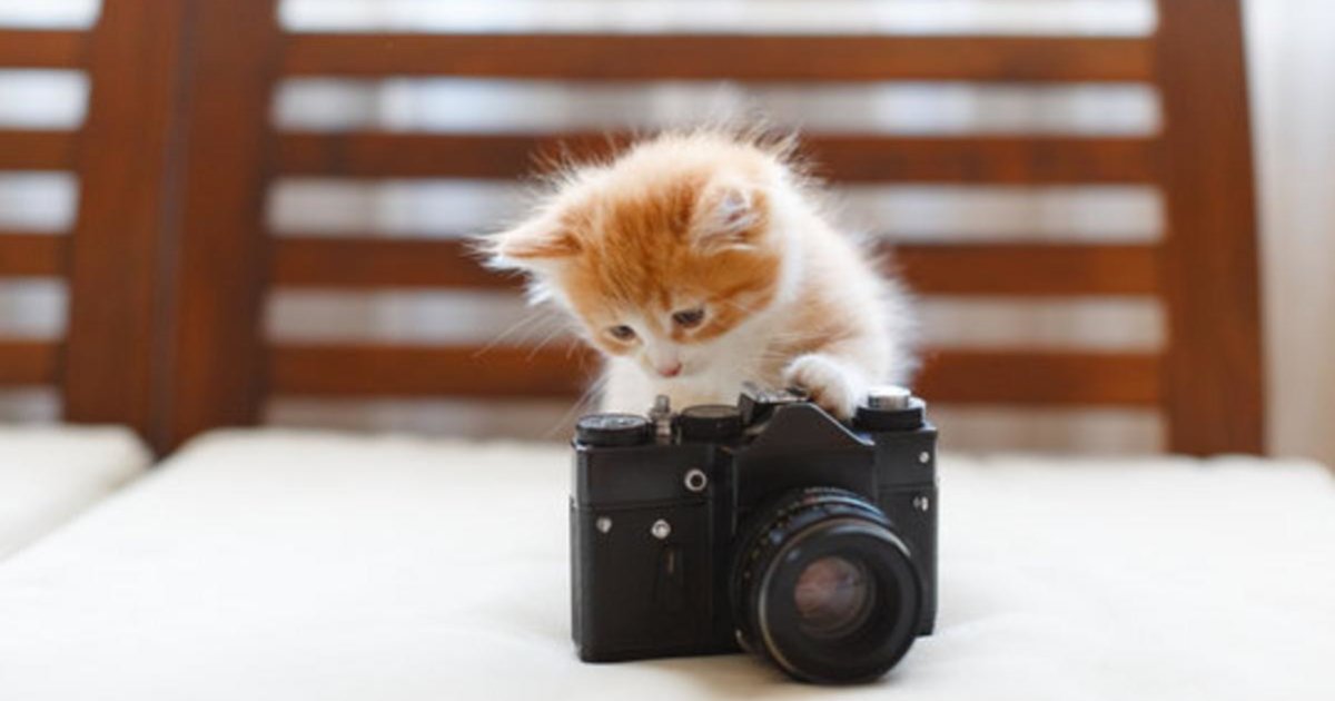 Cat Invasion: Hidden Cats in a Famous Photo IV Quiz