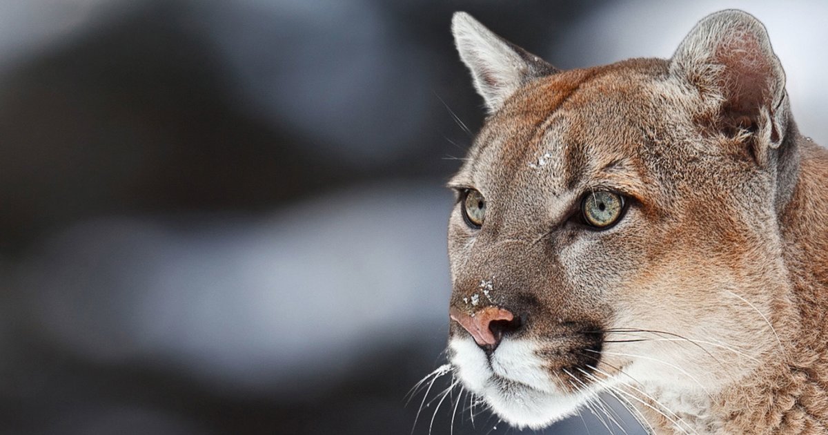 Biggest Answer: Big Cats Quiz - By lukepisani3