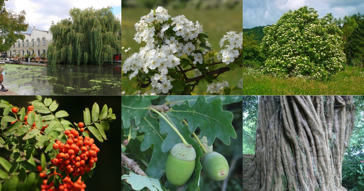 British Trees by Photo Montage Quiz - By Snowdonia