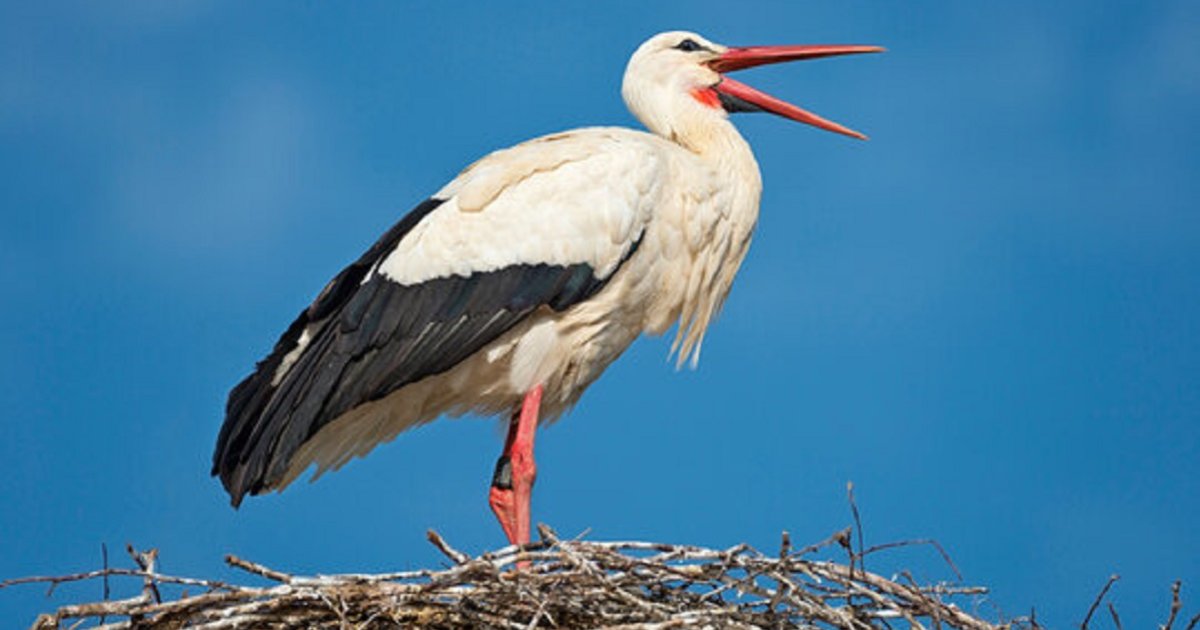 Find the Animals of Ukraine Quiz - By alvir28