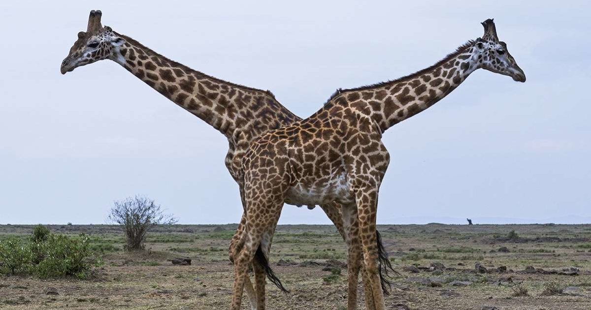 The Giraffe Quiz