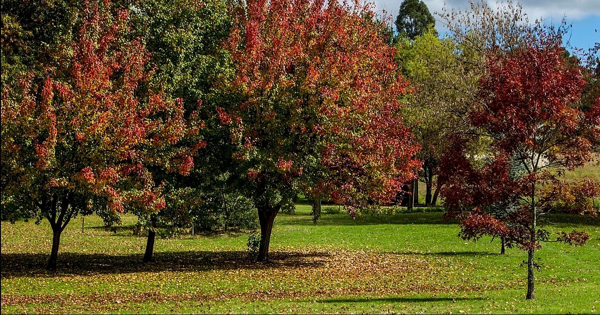 Word Ladder: Autumn Colours Quiz - By Actreal