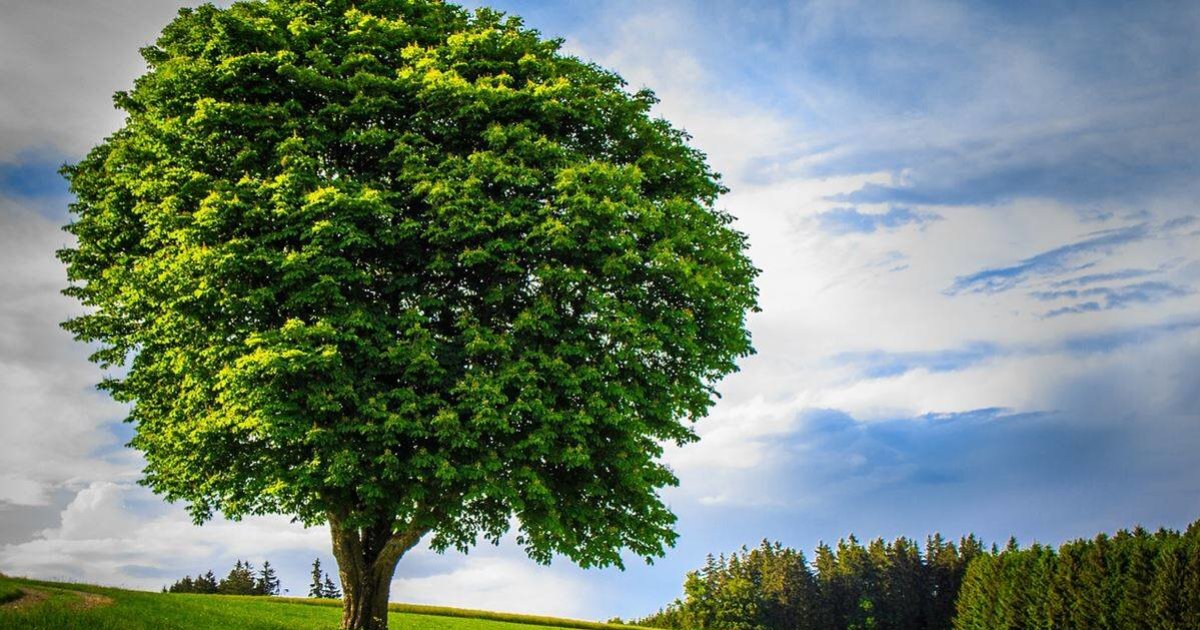 Celebrating Arbor Day Quiz - By u2canwin