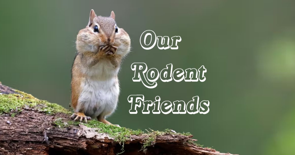 Our Rodent Friends Quiz - By MisterYogurt