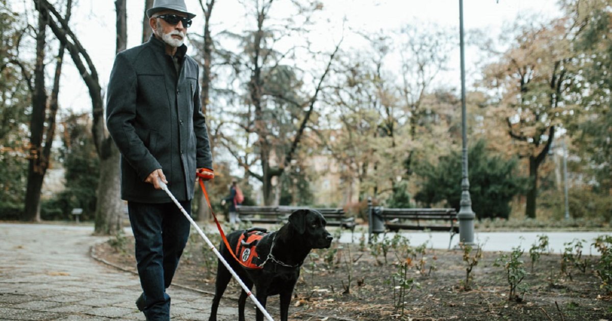 Find the Blind Animals Quiz - By alvir28