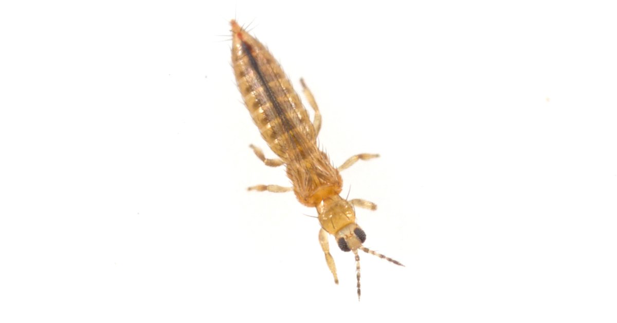 Thrips Anatomy: Terebrantia Quiz - By Vermivora