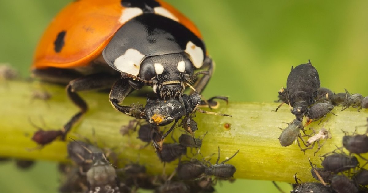 Click an Insectivore Quiz - By alvir28