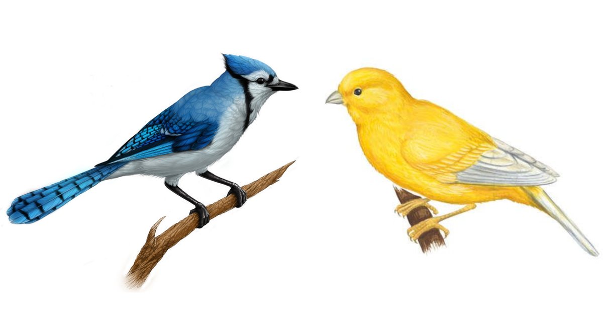 One-Word Birds (for Beginners!) Quiz - By MisterYogurt