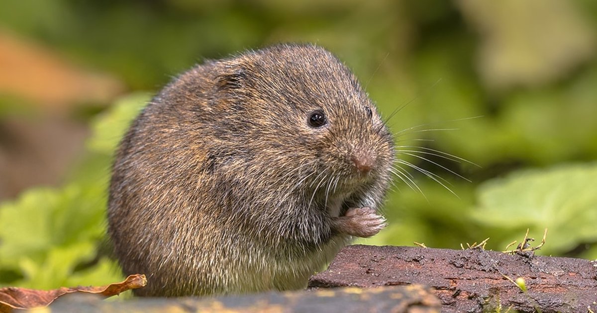 ¡Identifiquen a los Roedores! Quiz - By Tasi