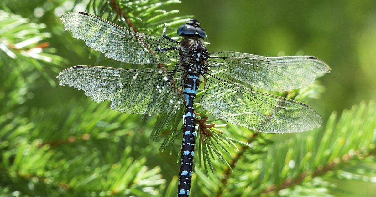 Dragonfly in 30 Languages Quiz - By punaposkibulbuli