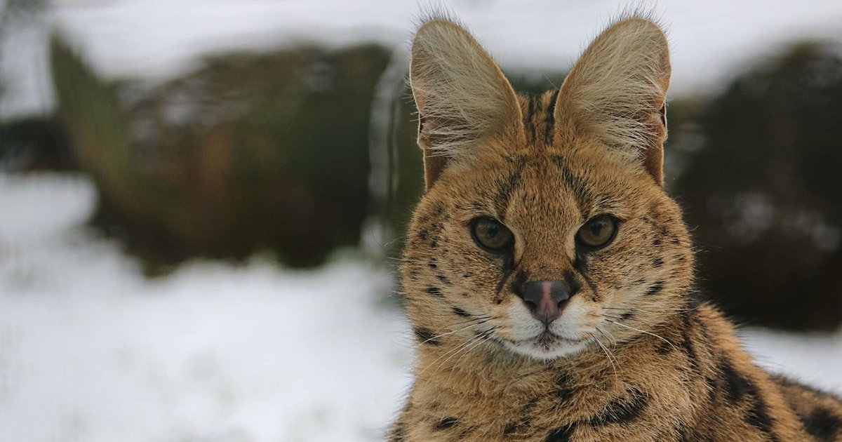 One Thing in Common: Animals III Quiz - By knightlancer