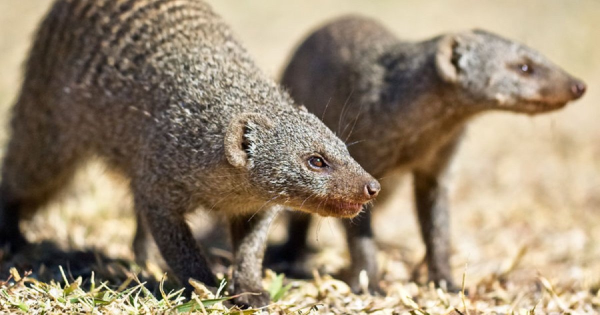 Find the Mongoose Vehicles Quiz - By alvir28