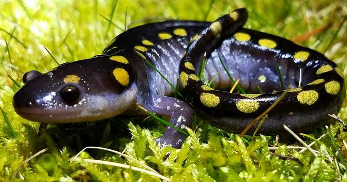 The SPO Quiz - By Tasi