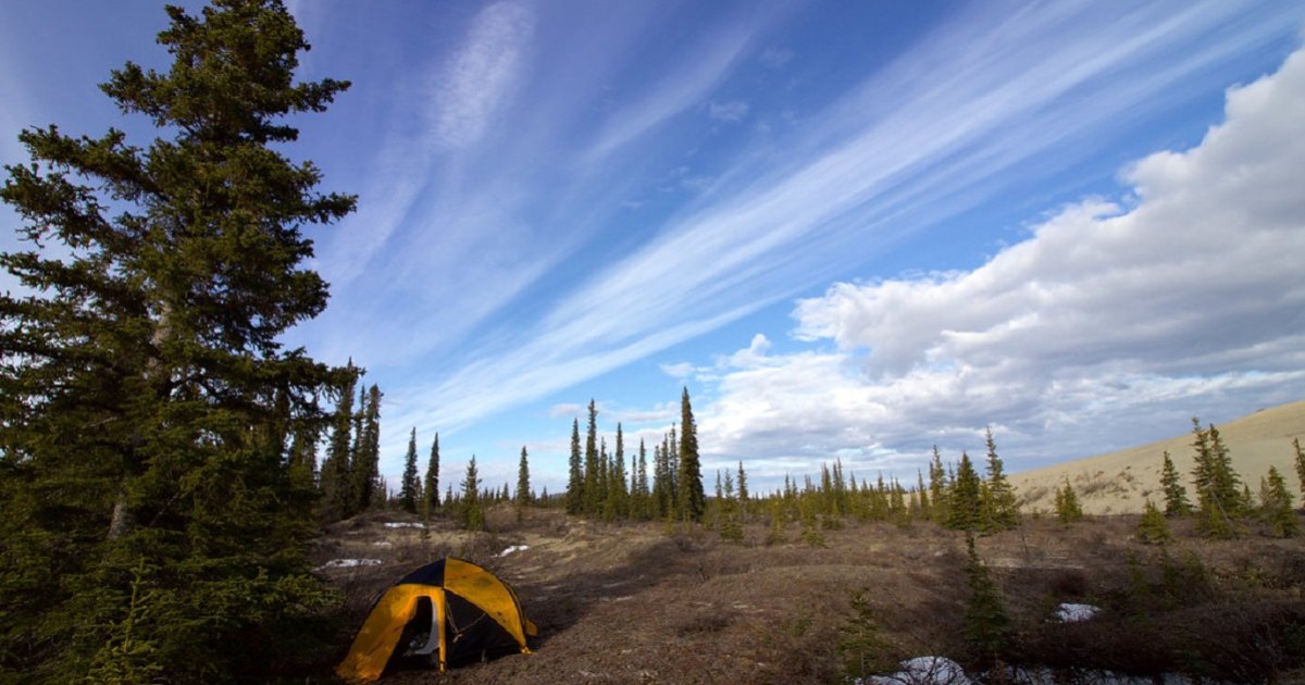 Tents and Trees Logic Puzzle #224 Quiz - By garolo