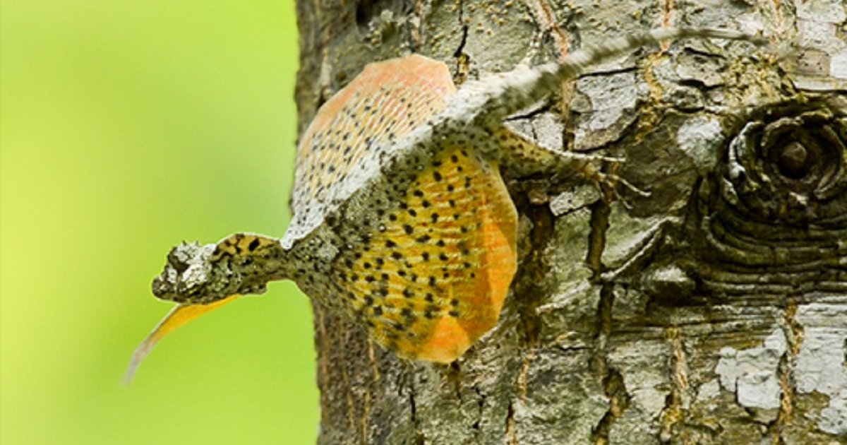 Find the Animals of Timor Leste Quiz - By alvir28