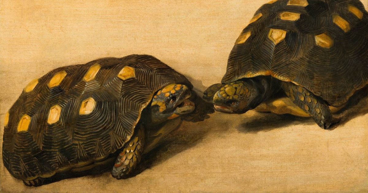 Famous Art - Turtles and Tortoises Quiz - By hazelnuts