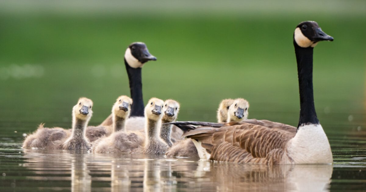 5 to 1 Blitz: Canadian Animals Quiz - By robinguy19