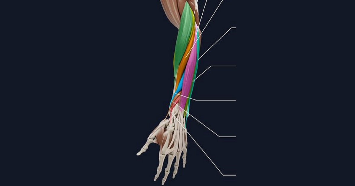 Posterior Forearm Muscles Quiz - By MDWarrior