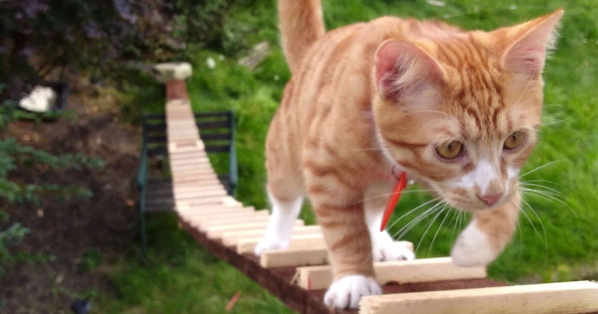 Word Ladder: Cat to Dog Quiz - By LostInArchives