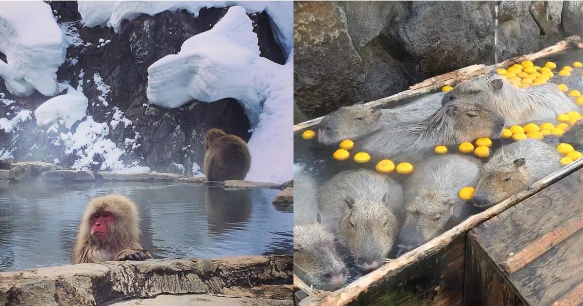 Cold Animals in Hot Springs Quiz - By Tasi