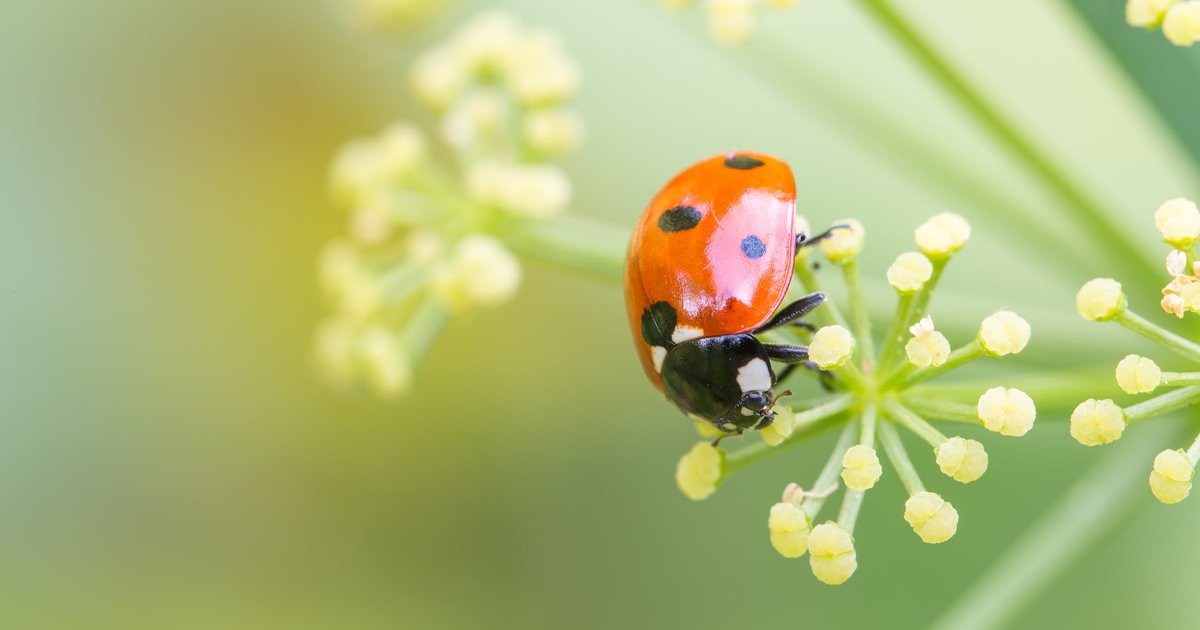 Ladybug In 20 Languages Quiz By Punaposkibulbuli ladybug-in-20-languages-quiz-by-punaposkibulbuli