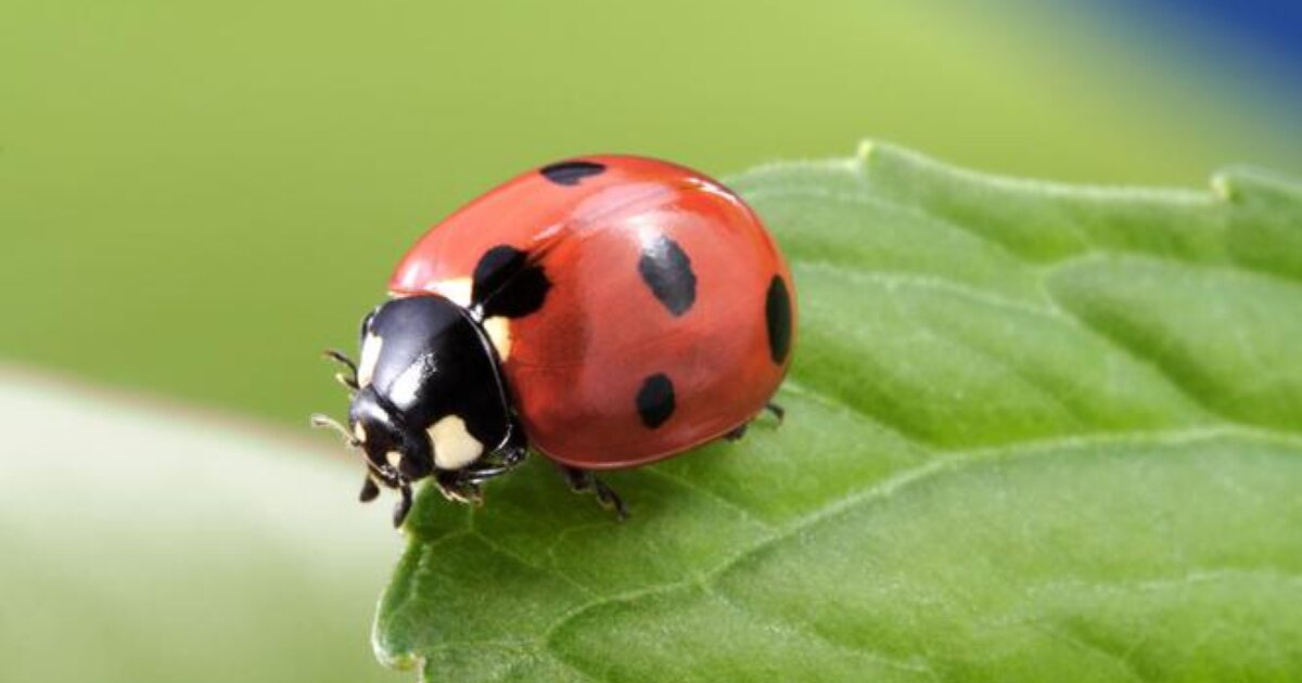 Polish: Insects Quiz - By Andrzej1