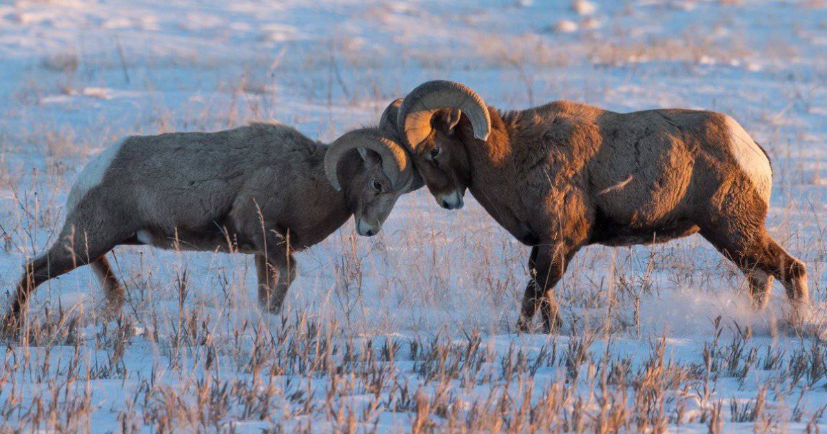 Words in a flock of 'Ram' Quiz - By LostInArchives
