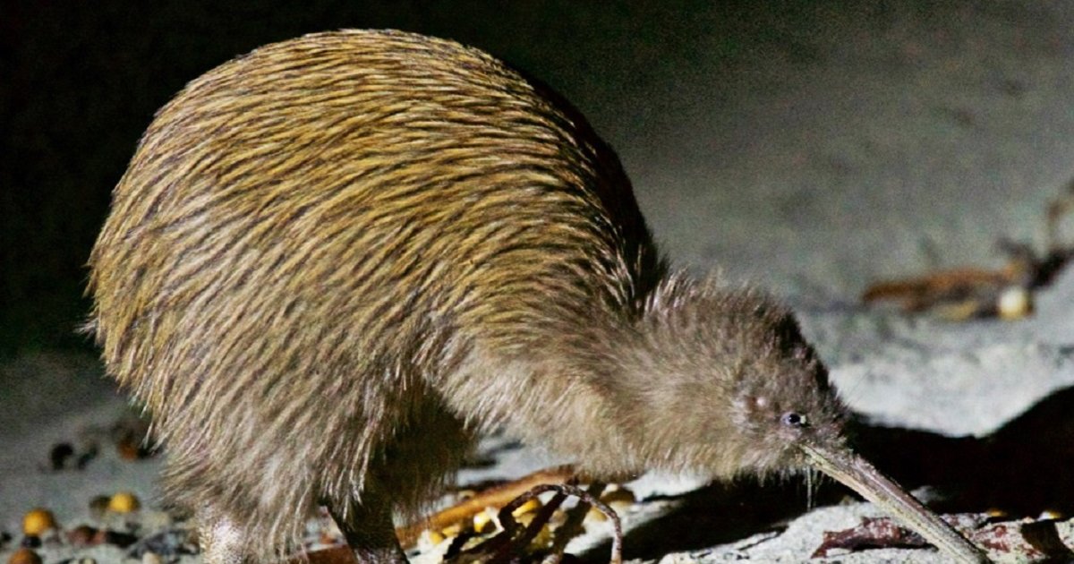 Find the Animals of New Zealand Quiz - By alvir28