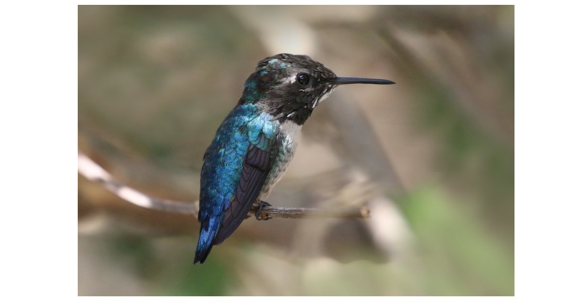 Birds by Any Three Letters III - Hummingbirds Quiz - By MirkwoodMirage