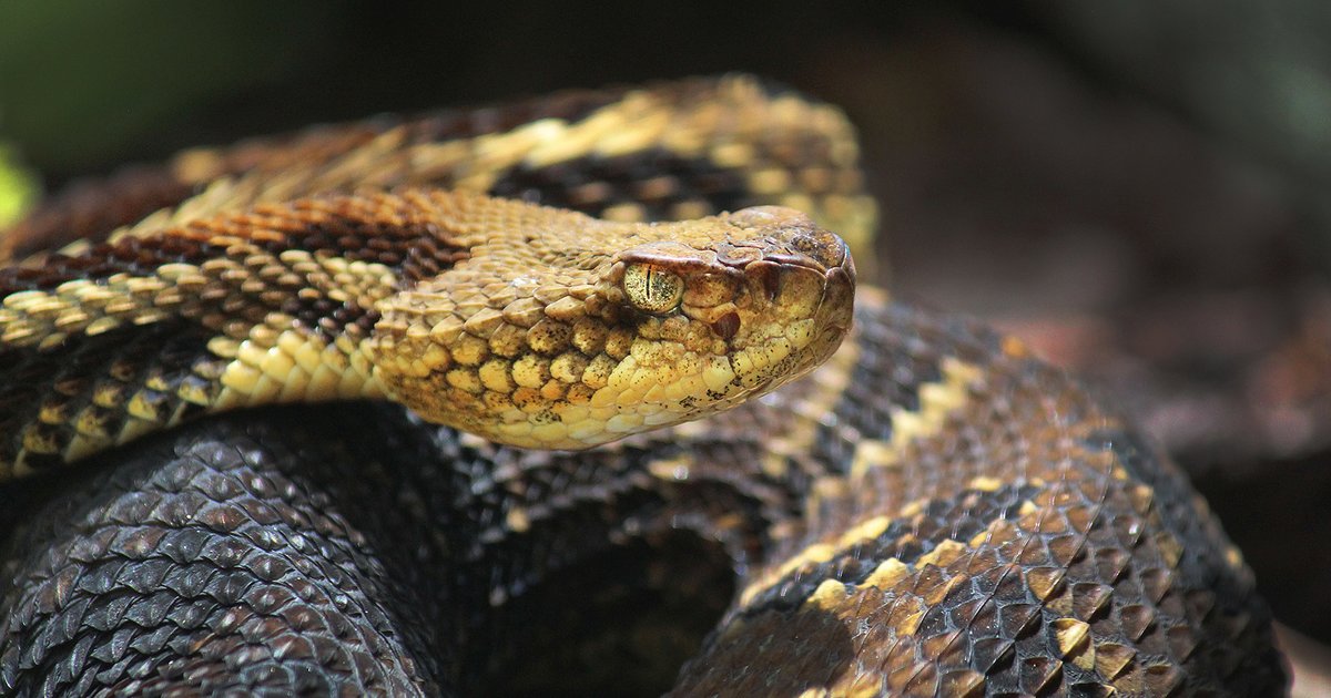 US State Reptiles Quiz - By Breckenridge