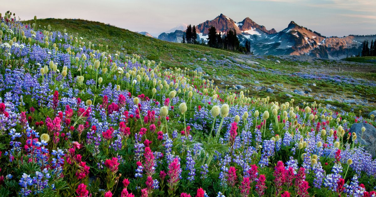 US State Flowers Quiz - By Breckenridge