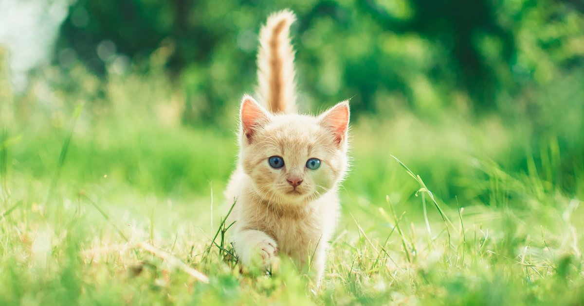 Cats as Green Things Quiz - By rae_cat
