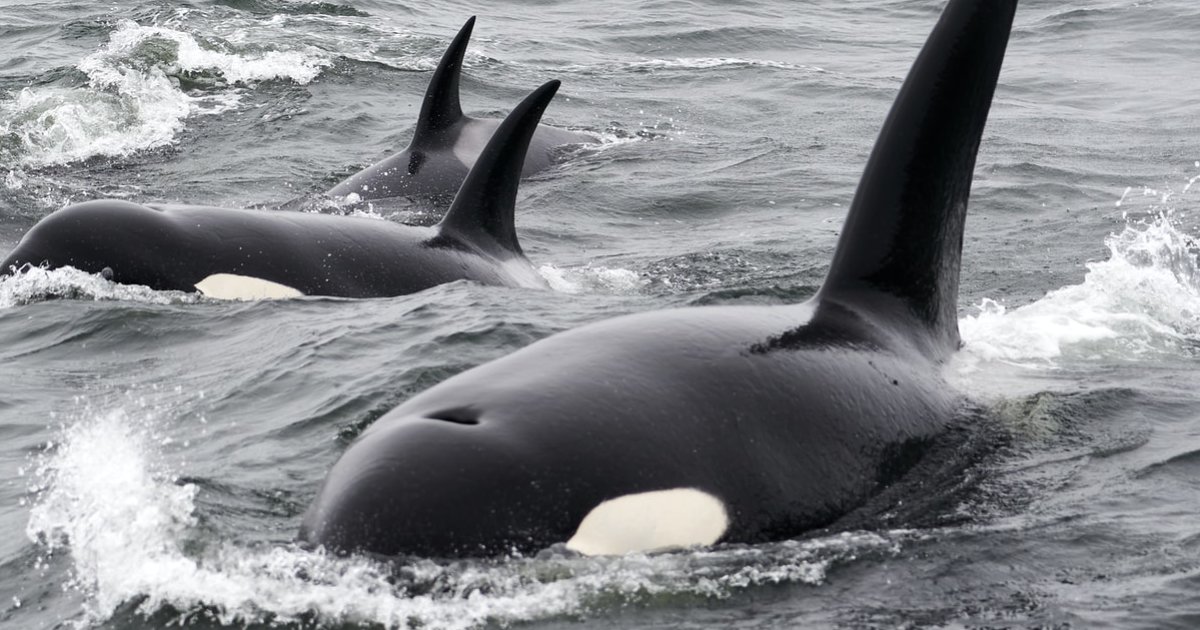 MC Geography - Antarctica Quiz - By lightmyfire77