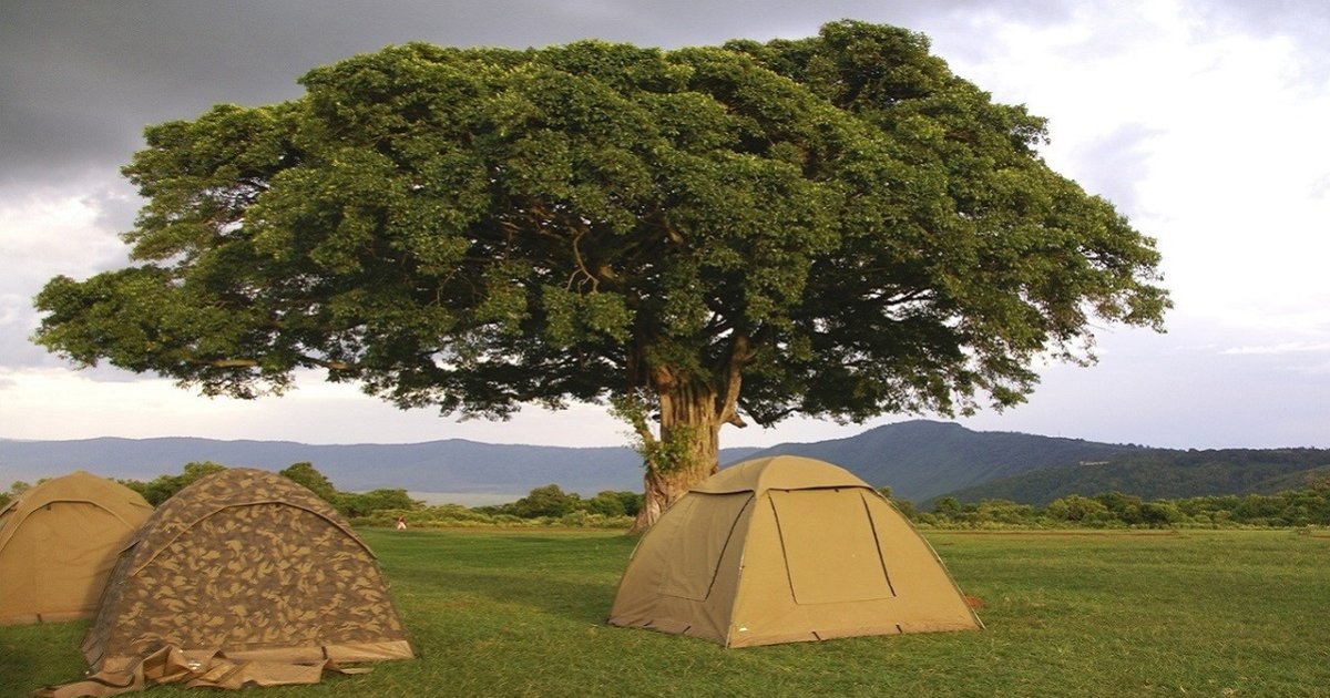 Tents and Trees Logic Puzzle #231 Quiz - By garolo