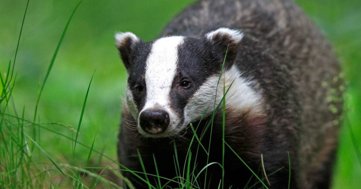 Word Scramble: European Animals Quiz - By Breckenridge