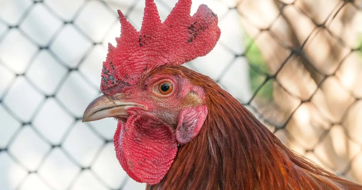 Chicken Quiz - By poisontaffyiscoo