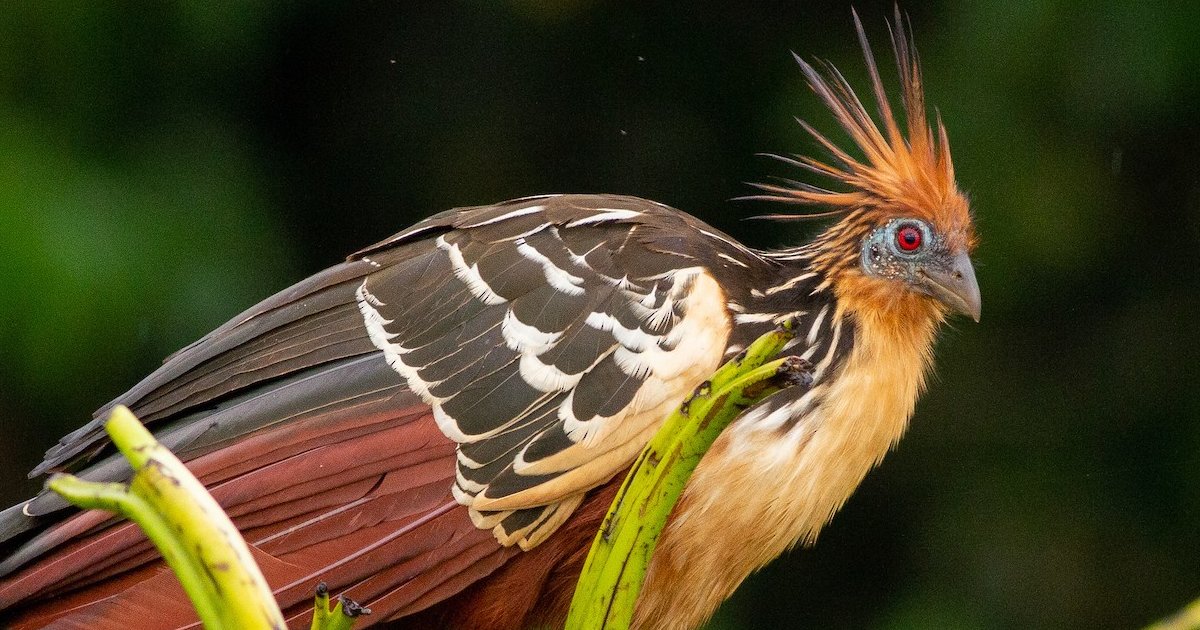 Word Scramble: South American Animals Quiz - By Breckenridge