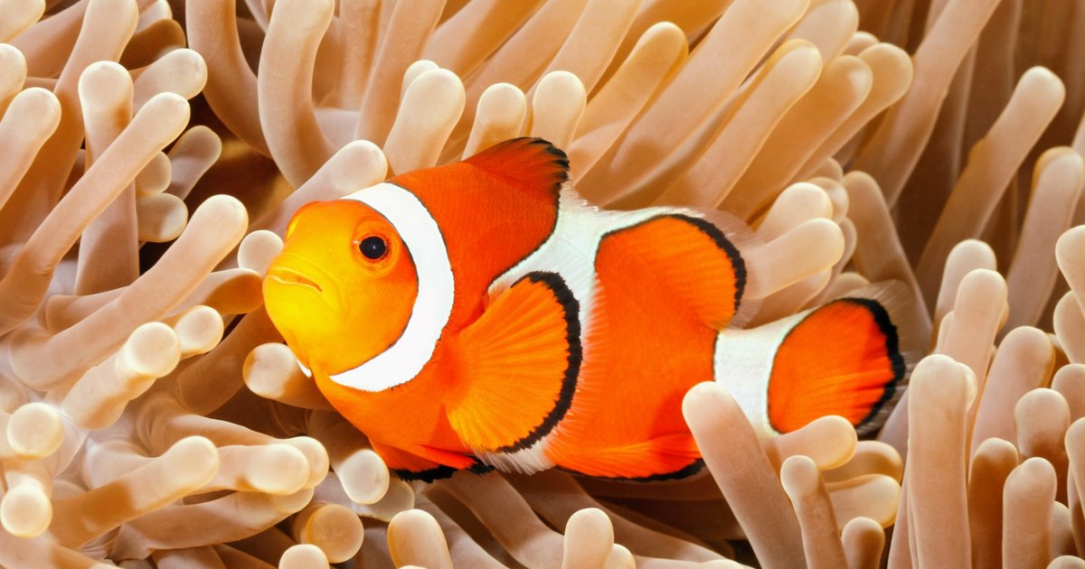 Word Scramble: Ocean Animals Quiz - By Breckenridge