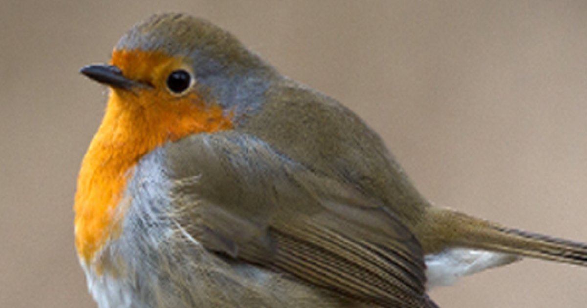 Find the Robins Quiz - By DragMoogle